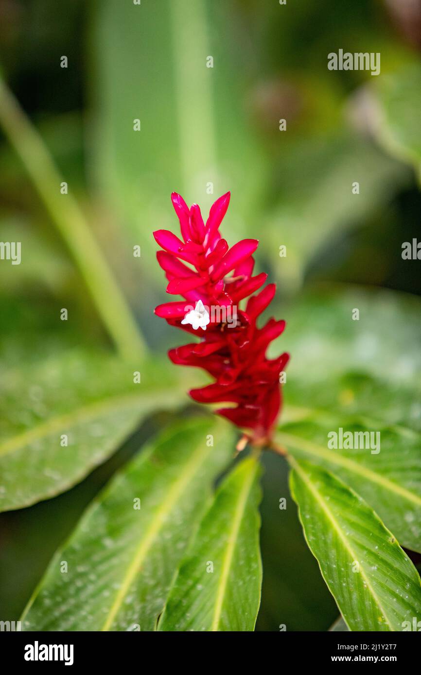 Zingiber officinale flower hi-res stock photography and images - Alamy