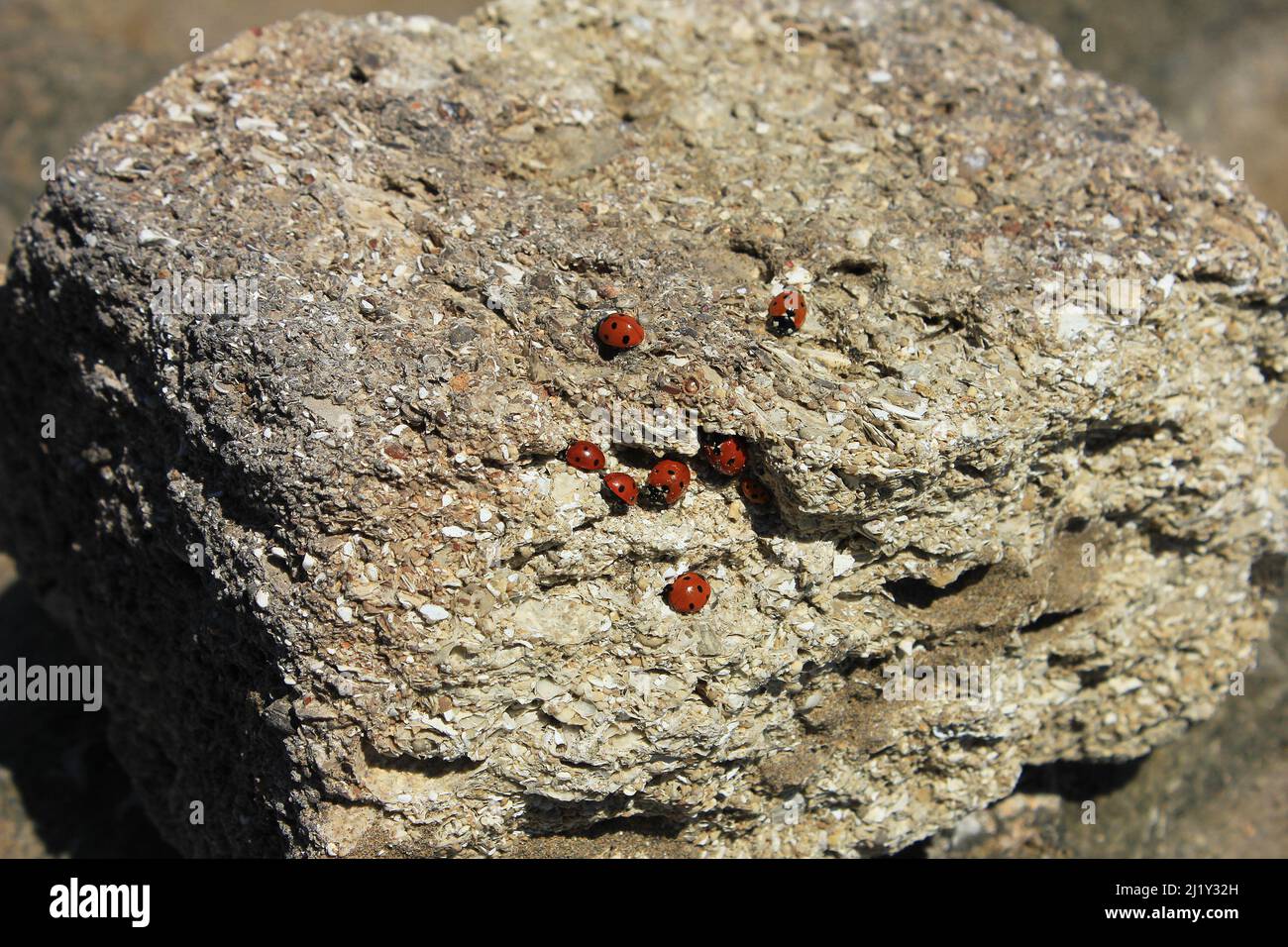 Stone ladybug hi-res stock photography and images - Alamy