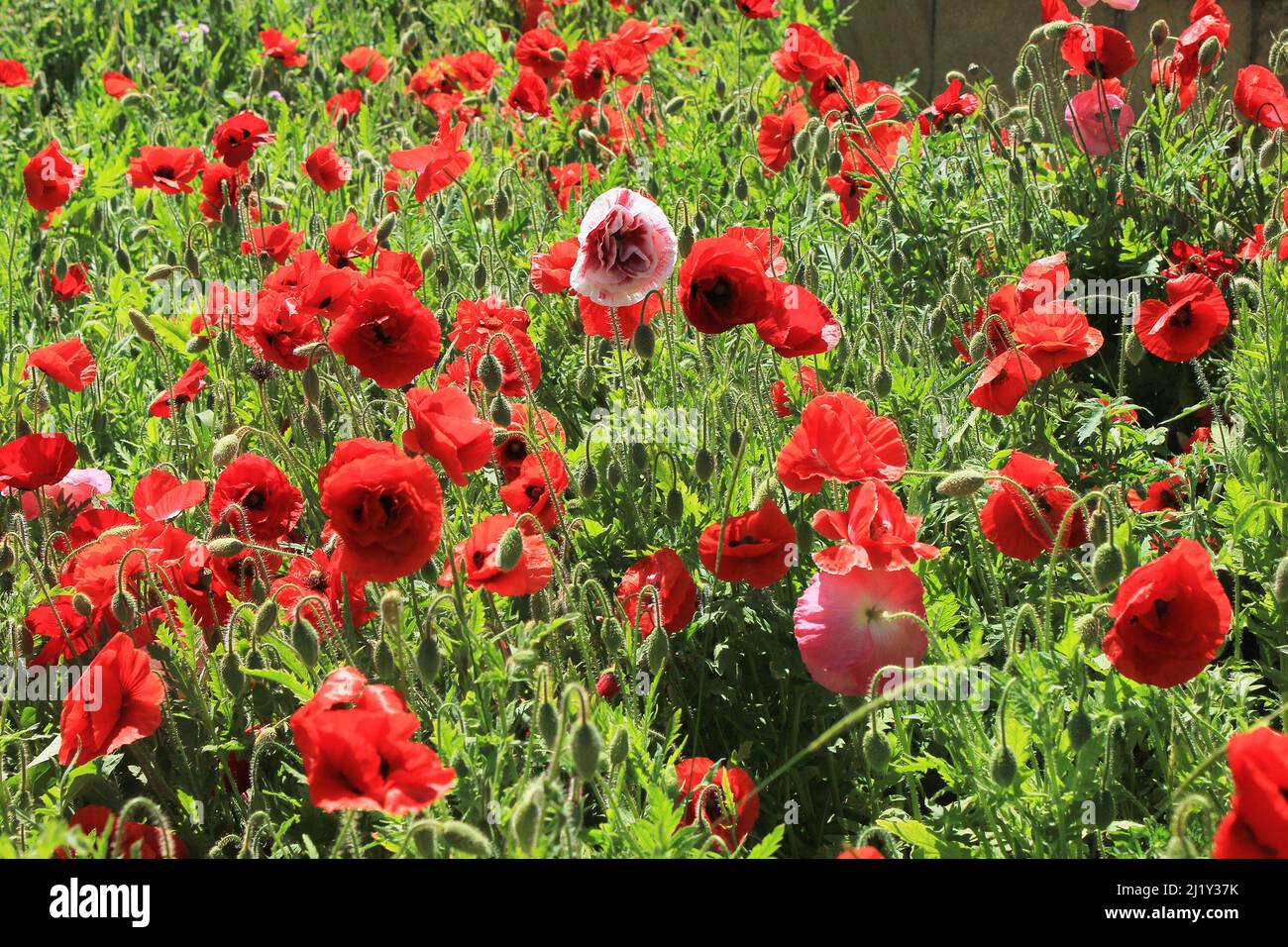Beautiful bloom of scarlet poppies in the field Stock Photo - Alamy