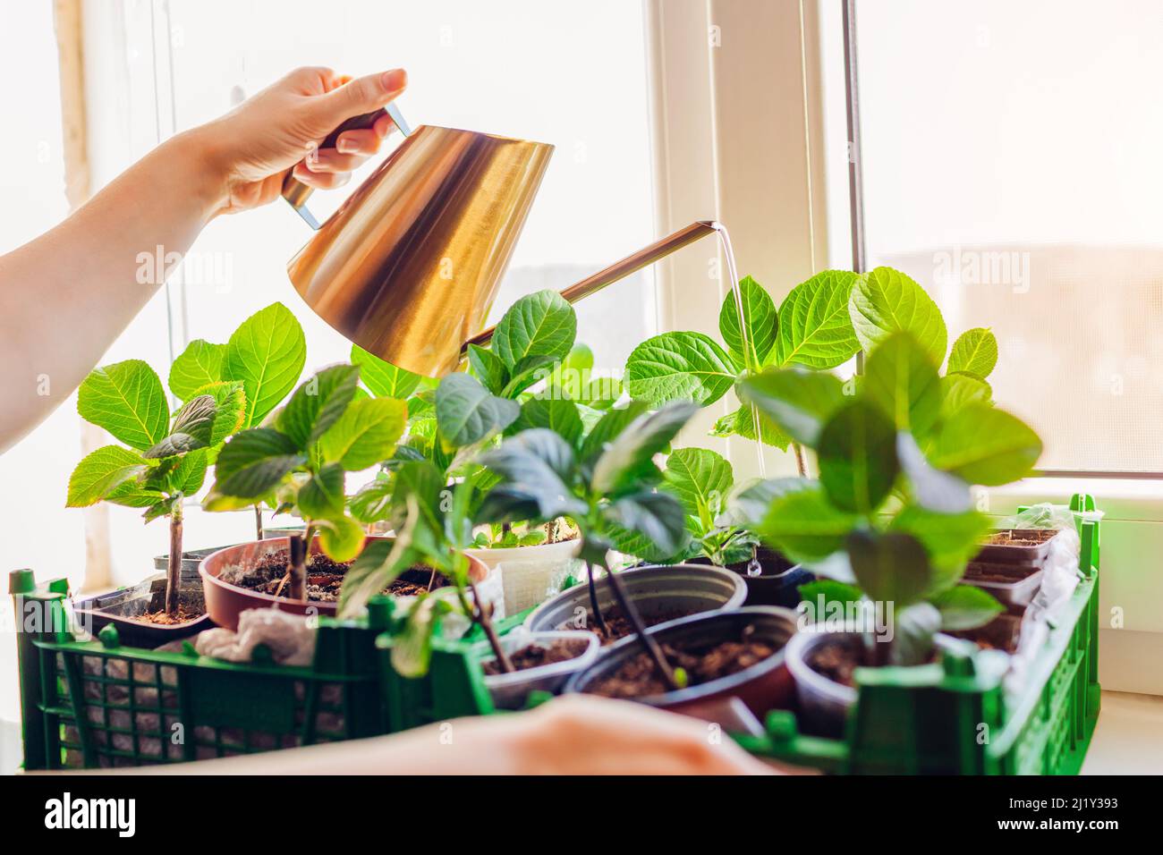 Watering hydrangea cuttings with watering can. Growing bigleaf ...