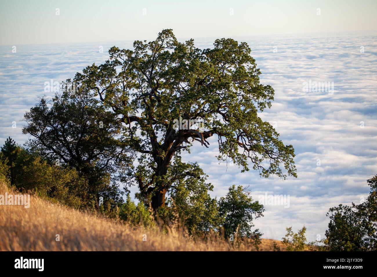 White mountain with a tree hi-res stock photography and images - Alamy