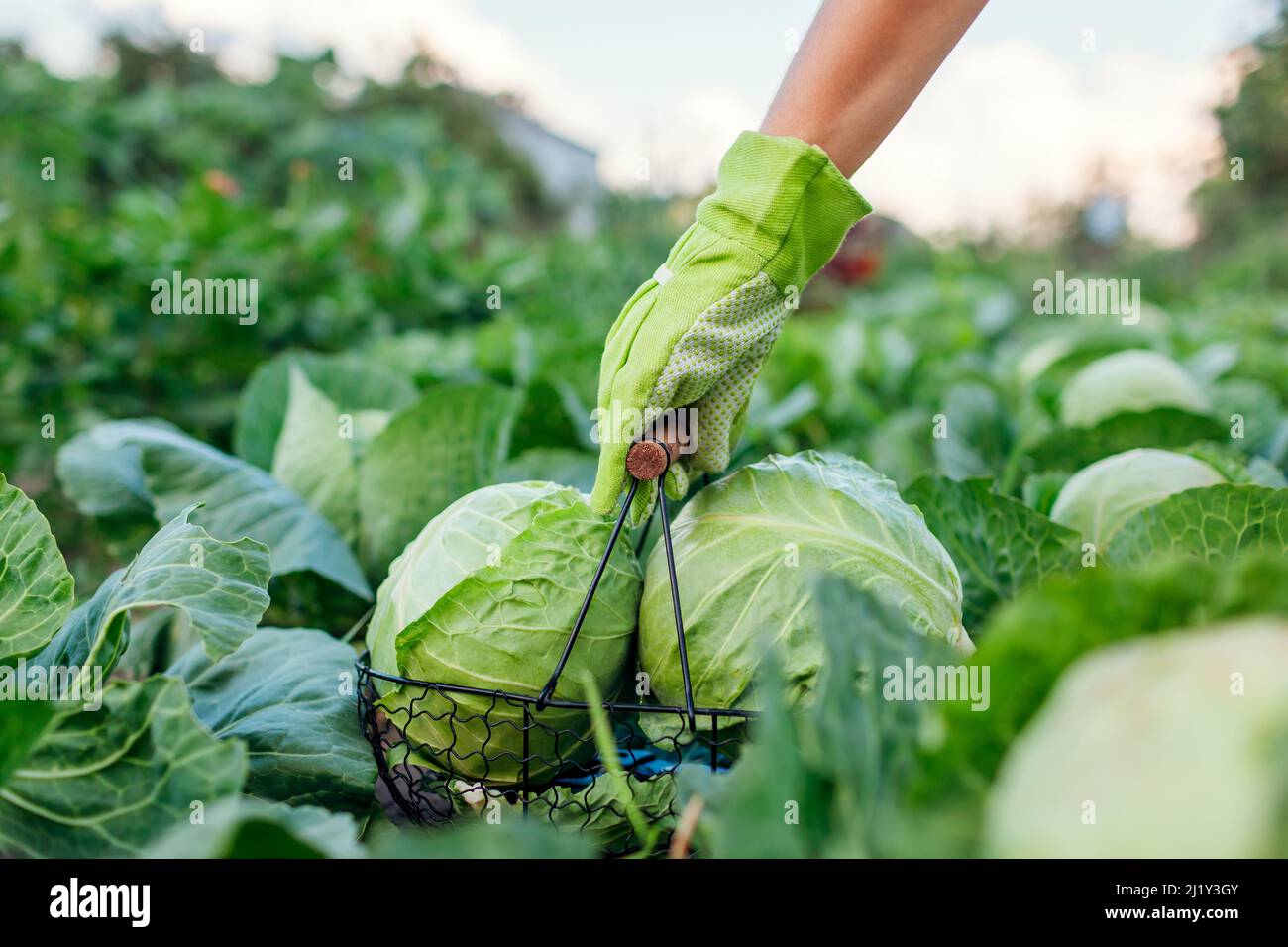 Picking cabbage in summer garden putting vegetable crop in basket ...