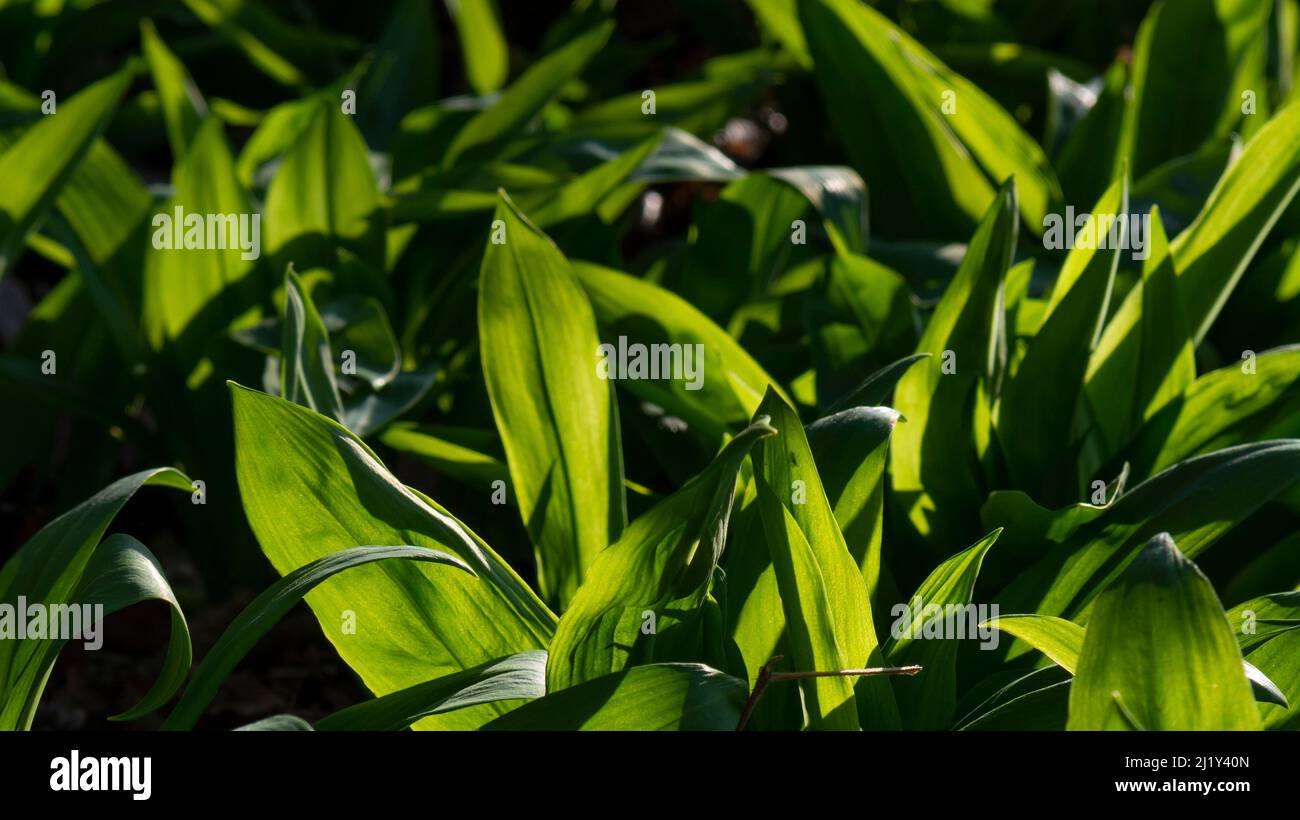 Wild garlic (Allium ursinum) green leaves in the forest. The plant is ...