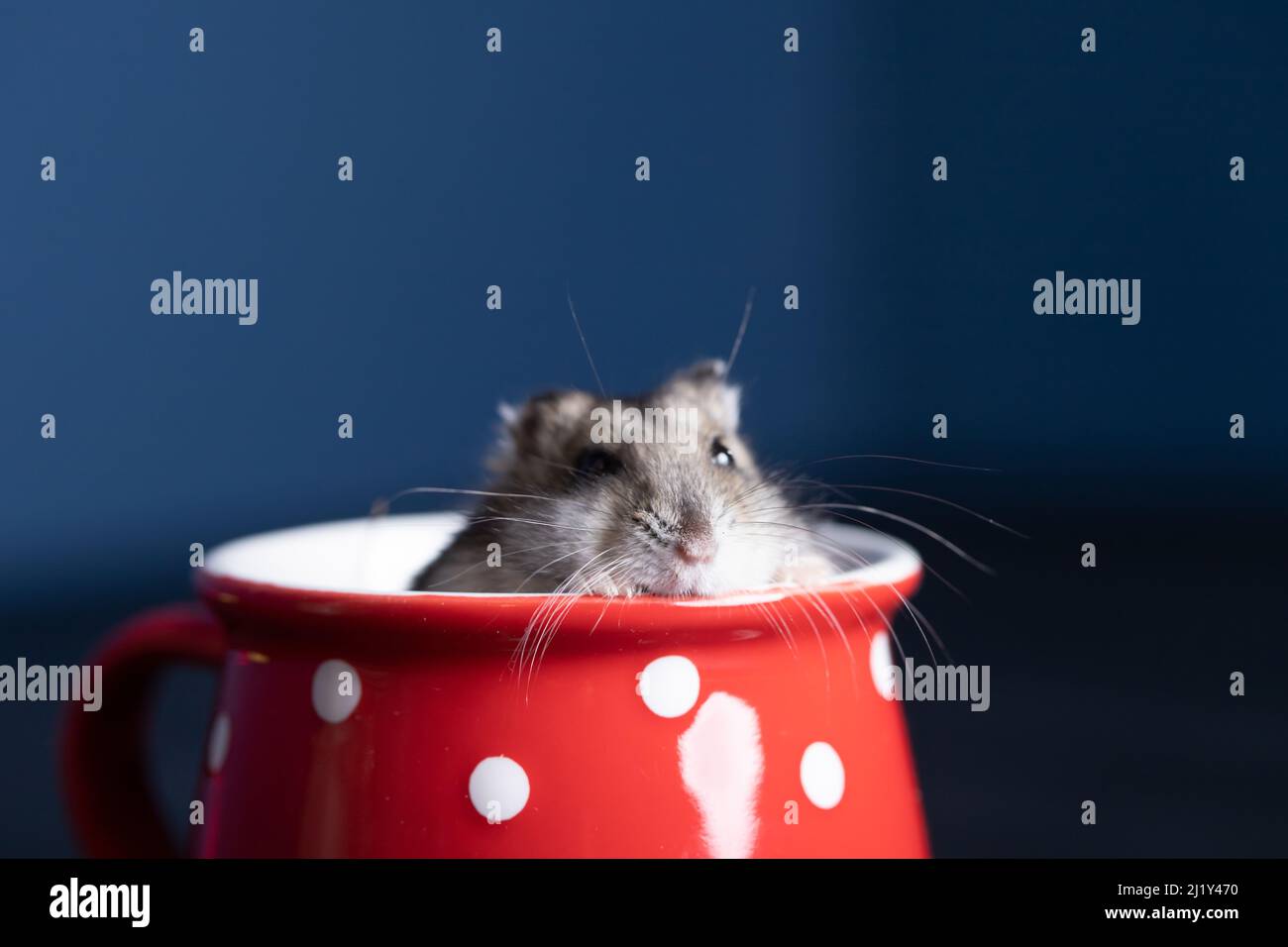 Hamster in mug hi-res stock photography and images - Alamy