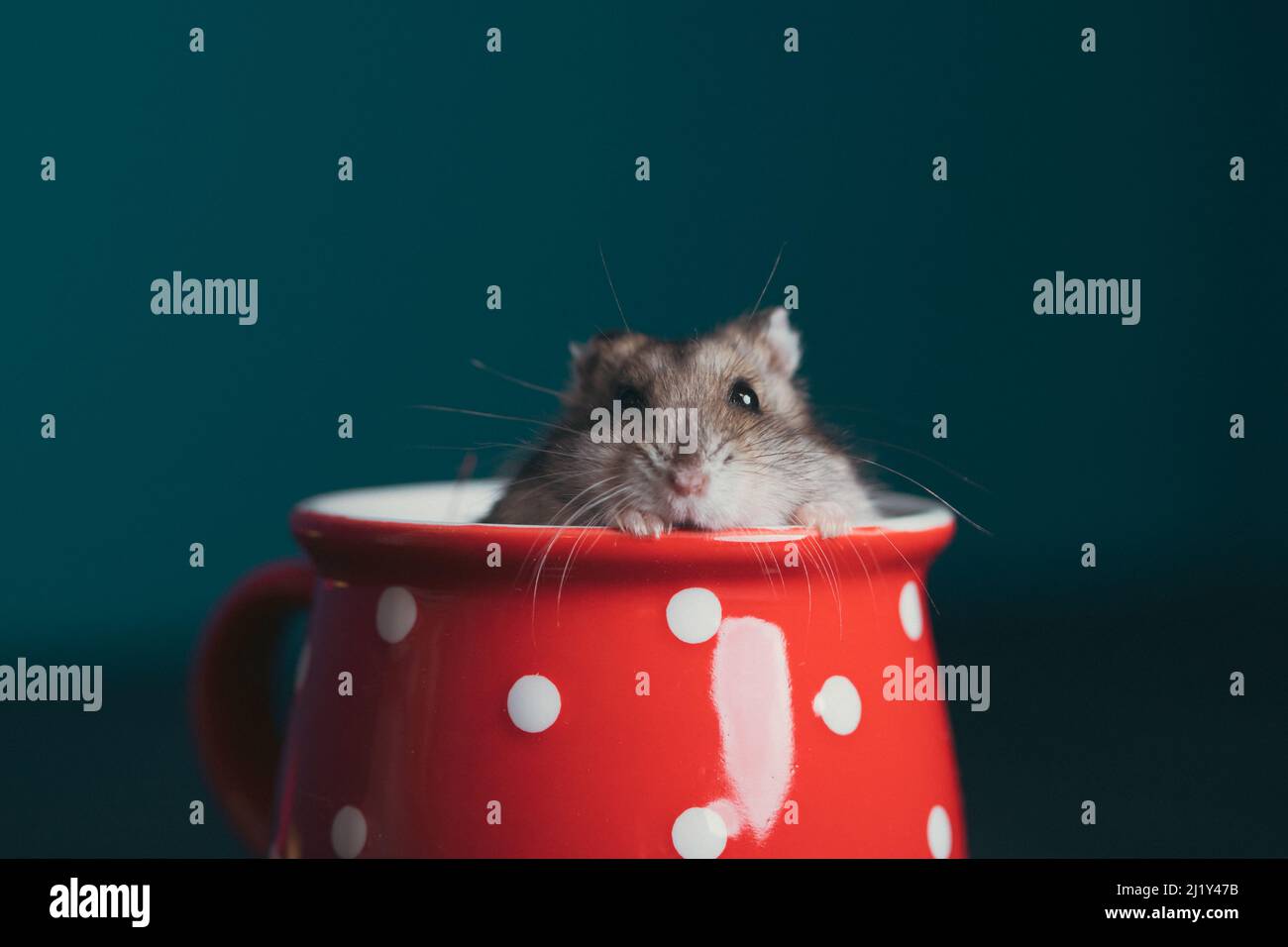 Hamster in mug hi-res stock photography and images - Alamy
