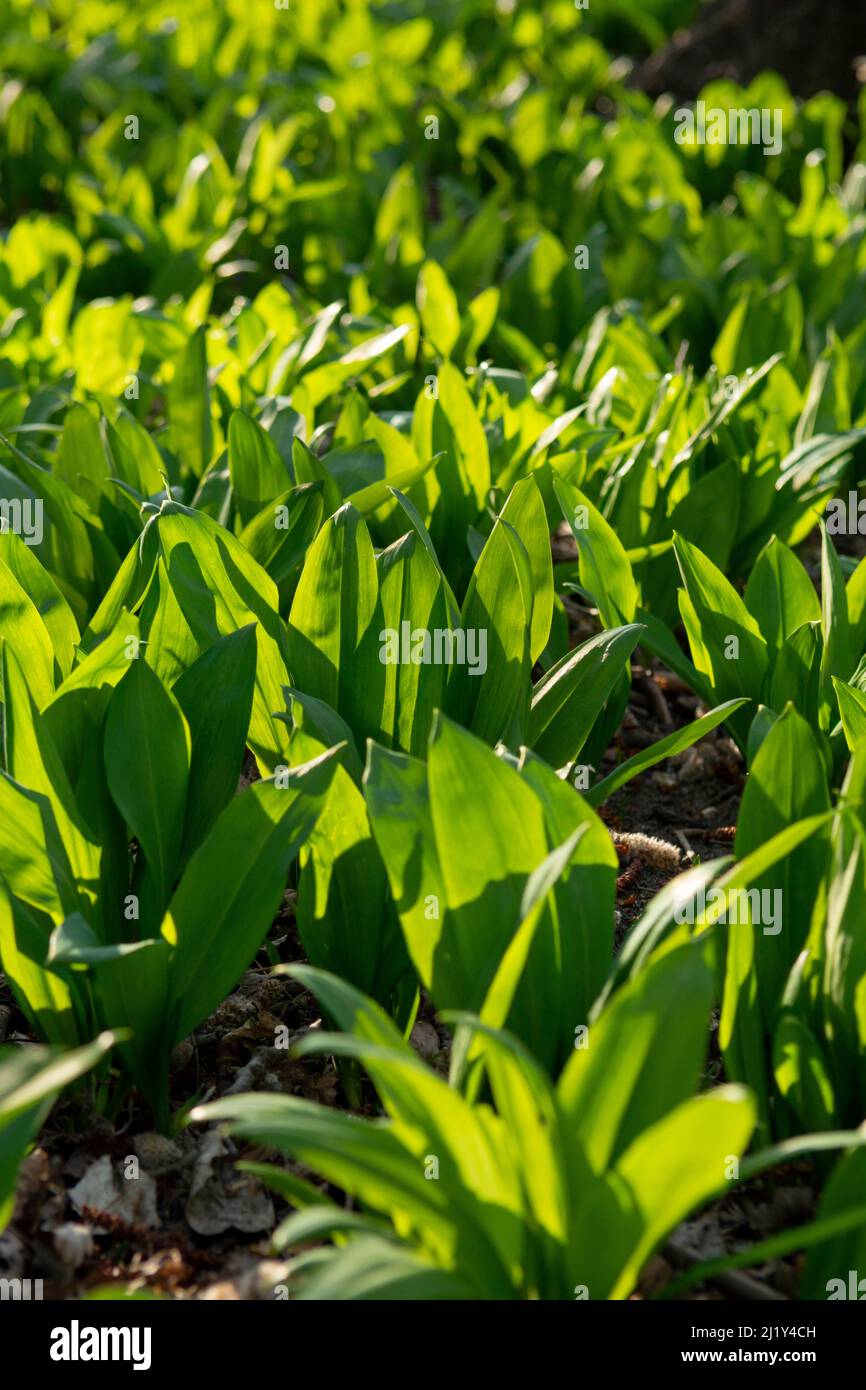 Wild garlic (Allium ursinum) green leaves in the forest. The plant is ...