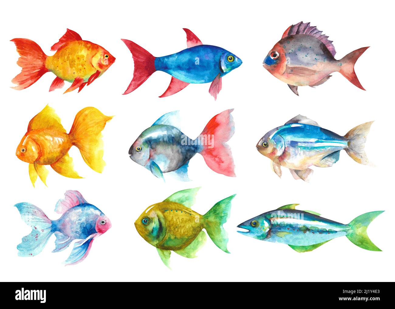 Watercolor fish set. Hand draw fish illustration isolated on white ...