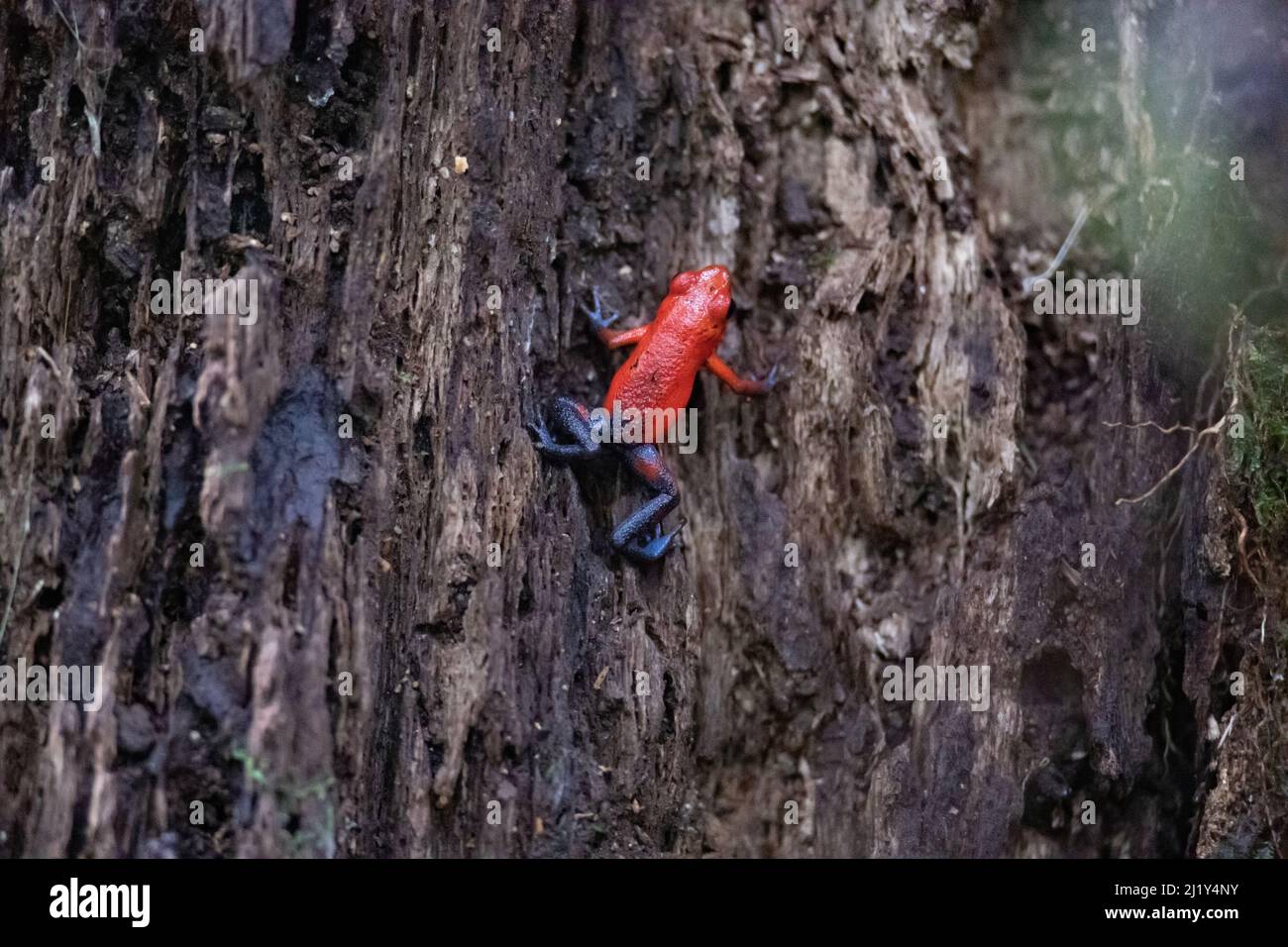 A view of strawberry poison-dart frog climbing on a tree trunk Stock ...