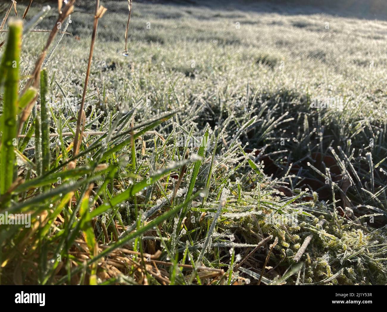 Frost on blades grass hi-res stock photography and images - Alamy