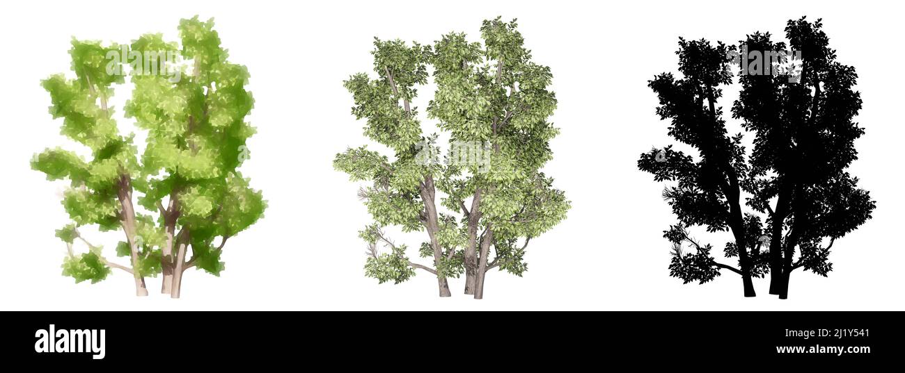 Set or collection of Common Hazel trees, painted, natural and as a ...