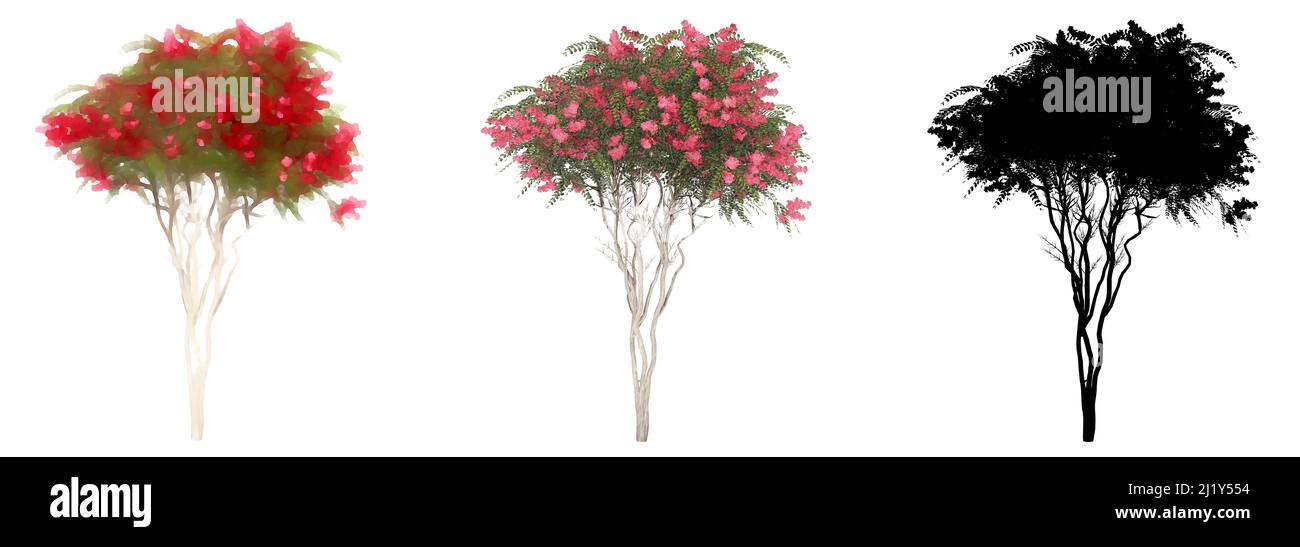 Set or collection of Crape Myrtle trees, painted, natural and as a ...