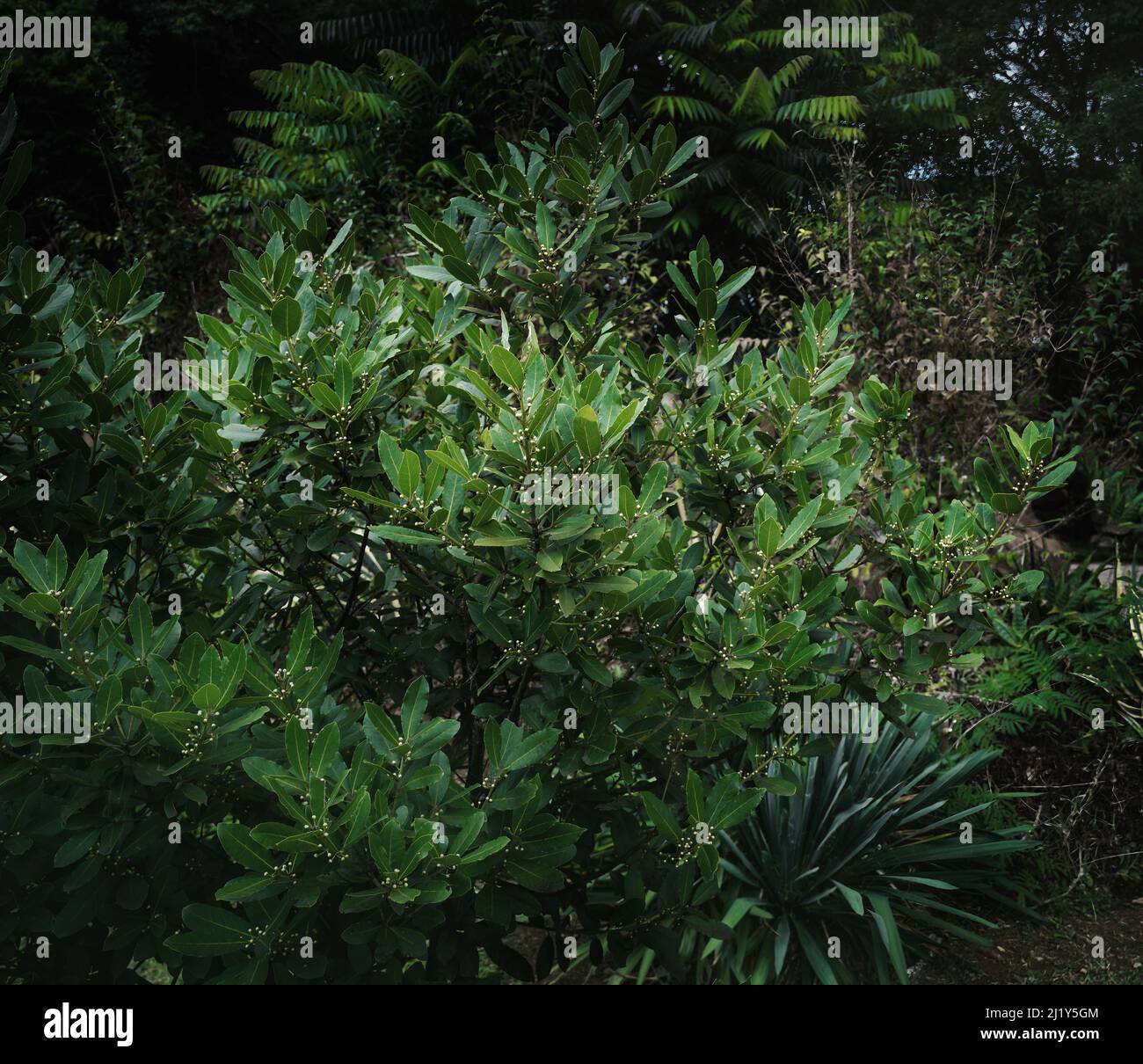 Yerba Mate plant and leaves Stock Photo - Alamy