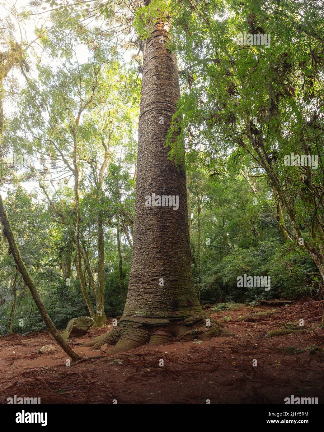 Pinheiro multissecular hi-res stock photography and images - Alamy