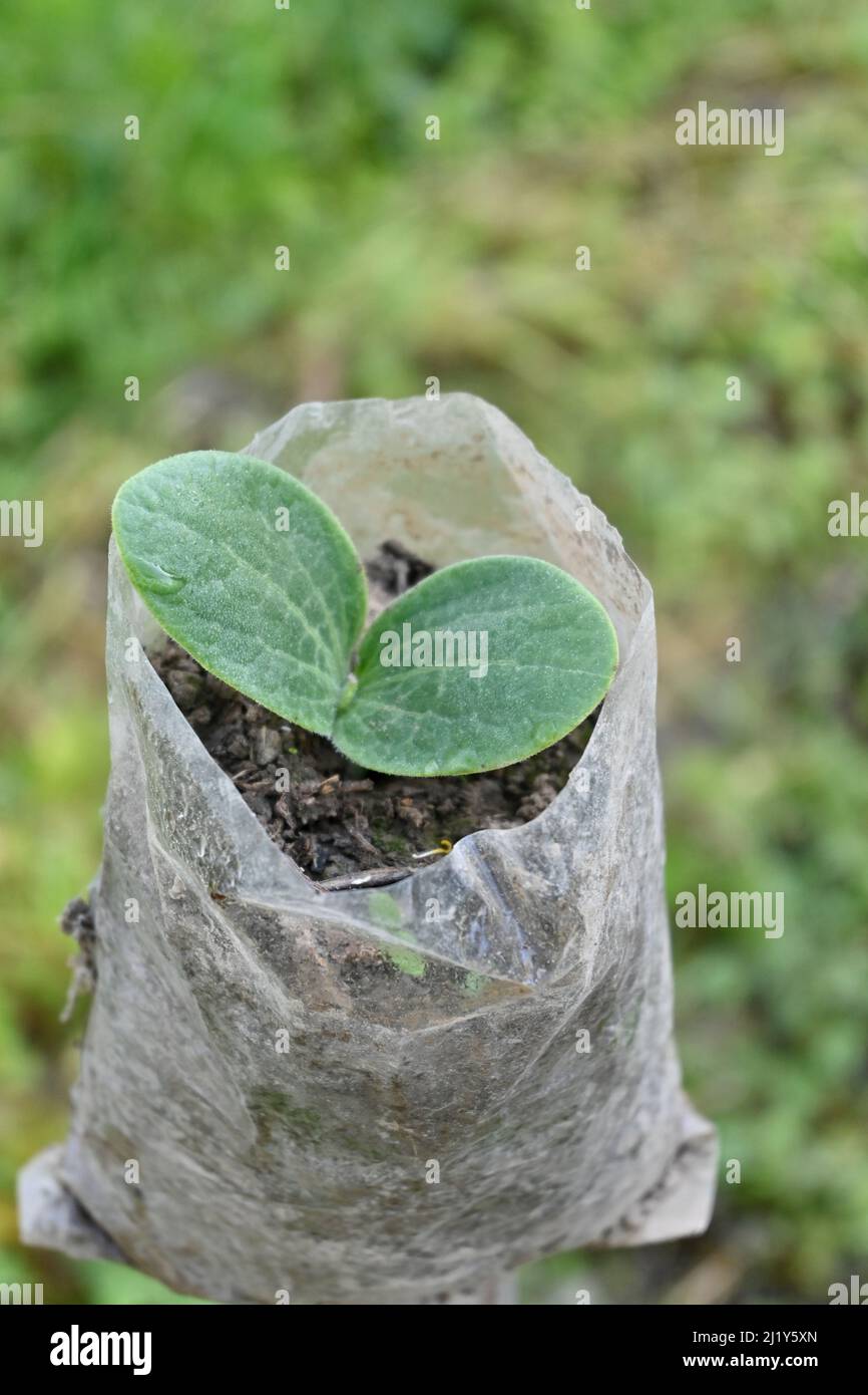 Gourd seedling vine in hi-res stock photography and images - Alamy