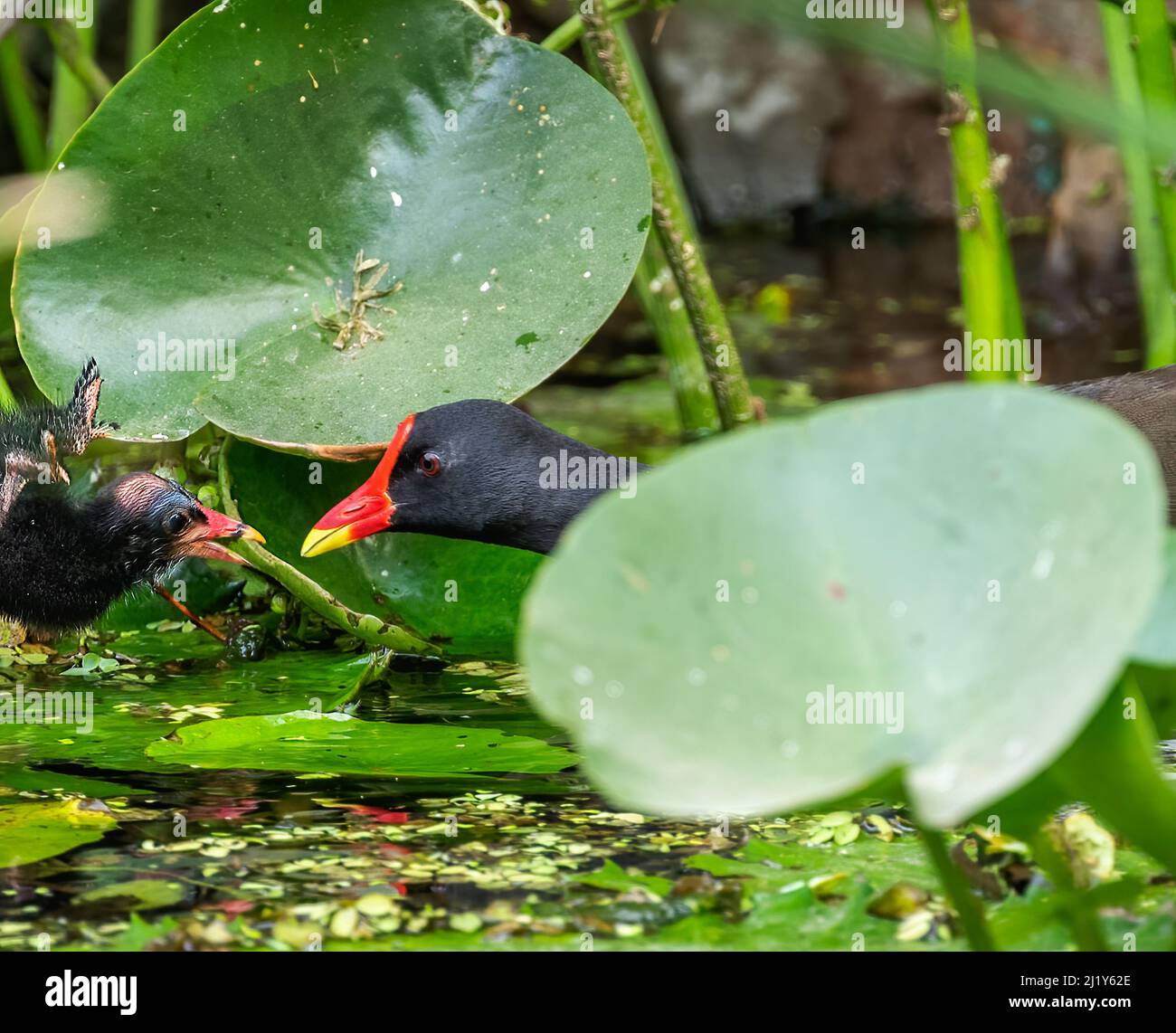 Eurasian Water hen with juvenile Stock Photo - Alamy