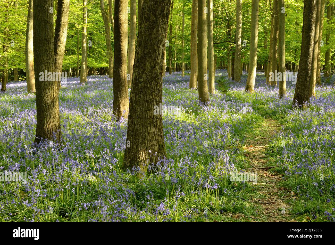 Bluebells flowering in a forest during late spring. Hertfordshire ...