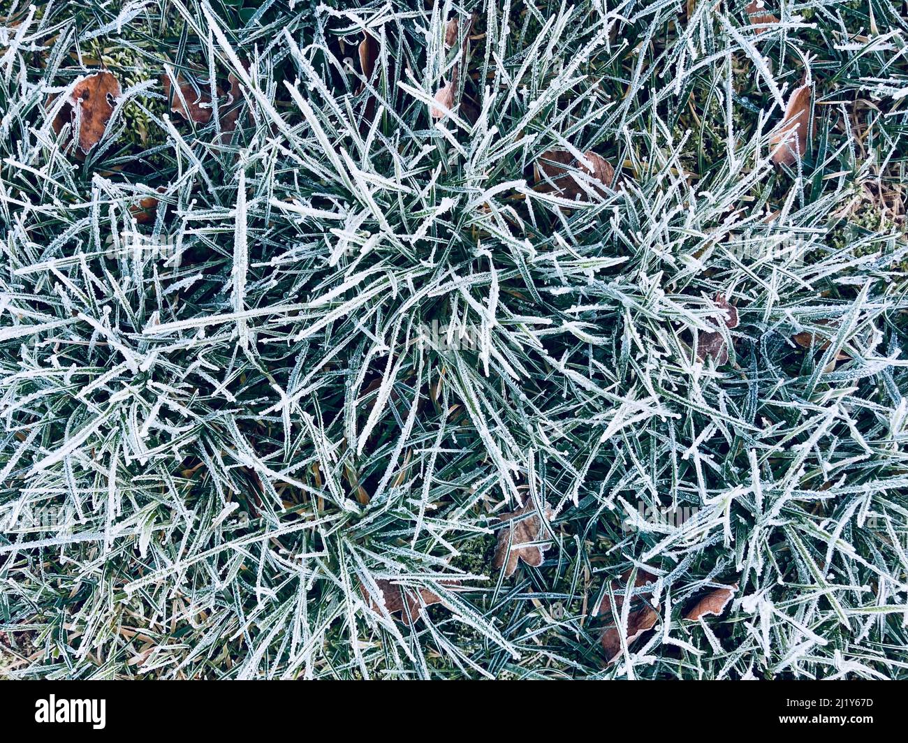 Frost covered grass on cold hi-res stock photography and images - Alamy