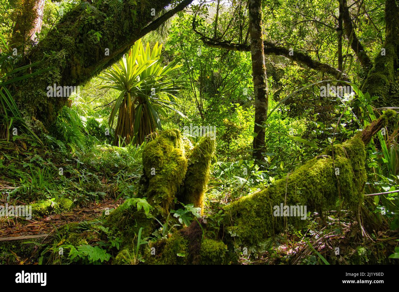 The impenetrable fairytale forest with moss-covered trunks on the ...