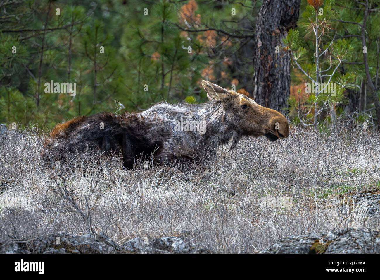Resting moose hi-res stock photography and images - Alamy