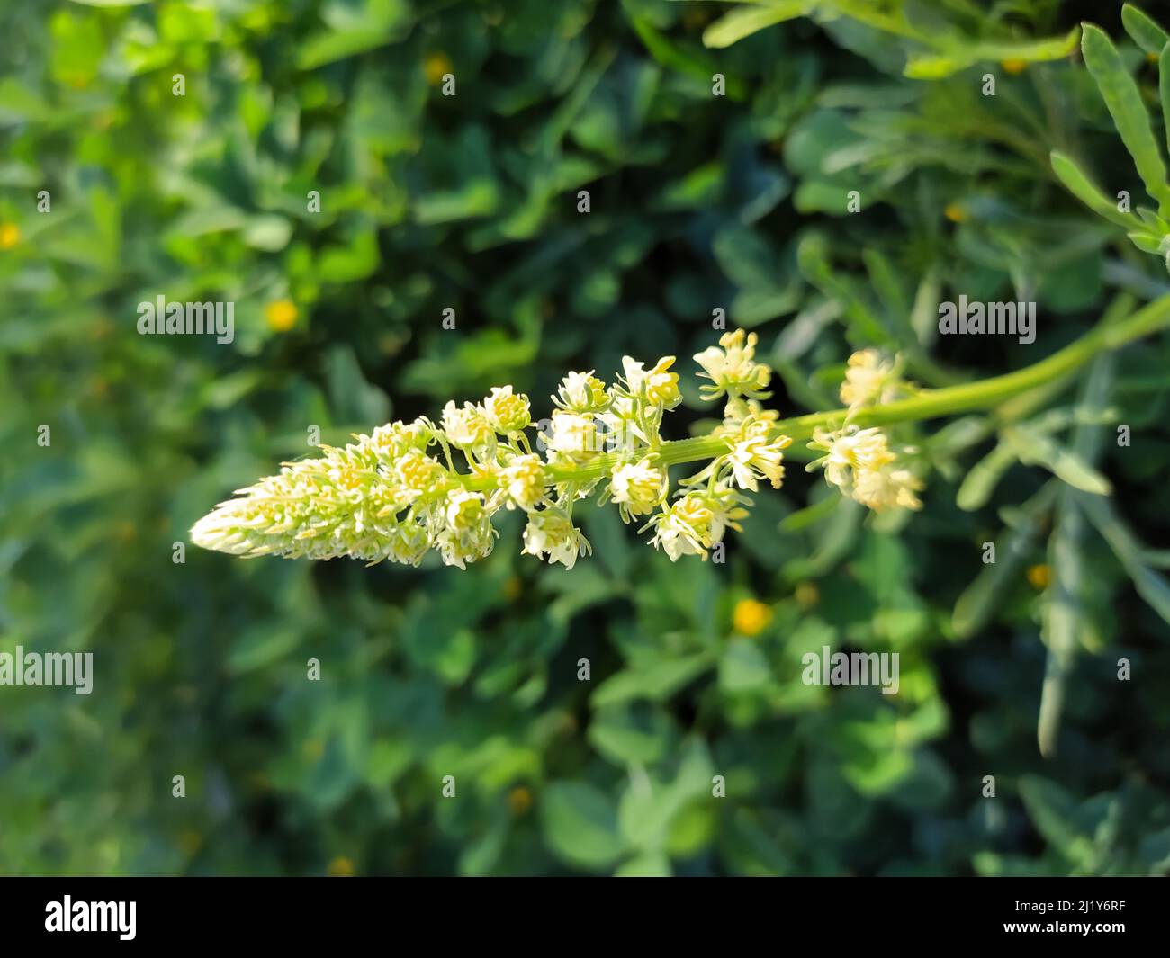 A vertical closeup of a yellow mignonette growing on a stem against ...