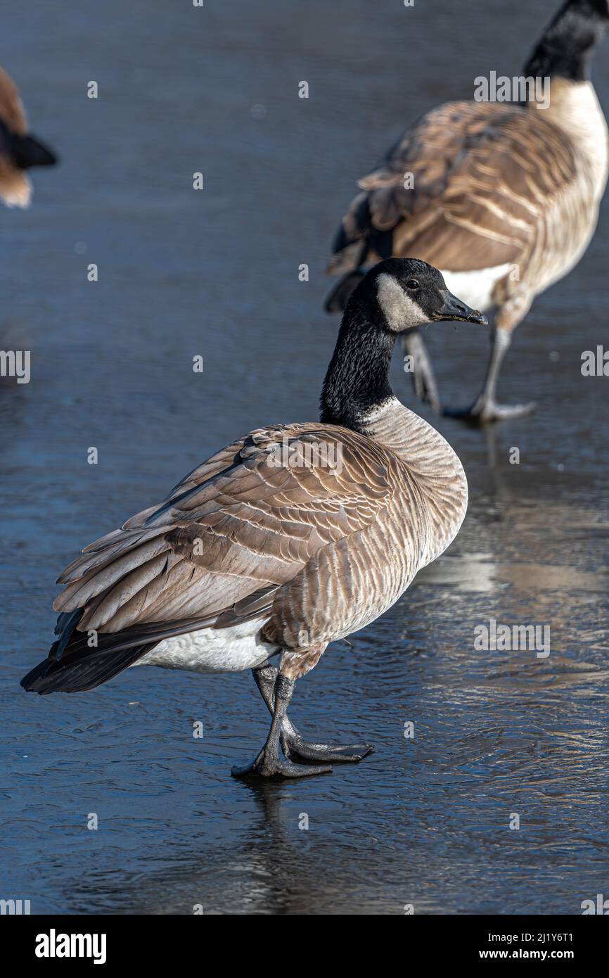 Canada Goose (Branta canadensis) on Ice Stock Photo - Alamy
