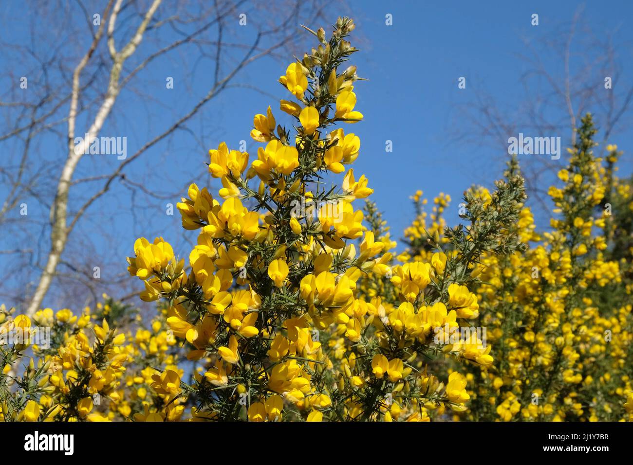 Common Gorse growing on heathland in southern England Stock Photo - Alamy