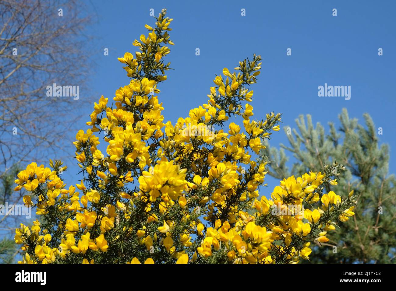Common Gorse growing on heathland in southern England Stock Photo - Alamy