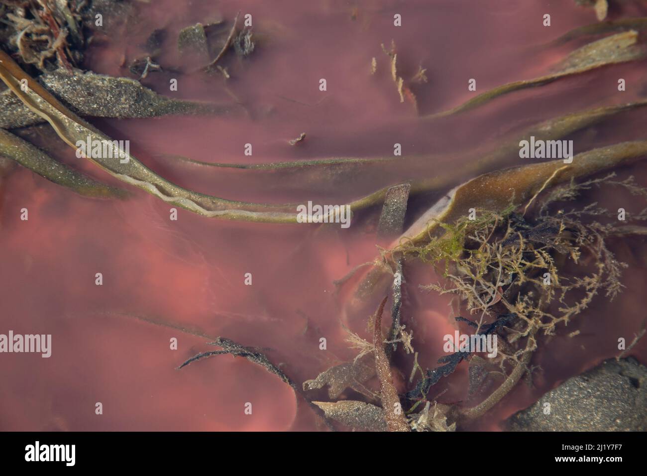 Seaweed in a rock pool of pink seawater Northern Ireland Stock Photo ...