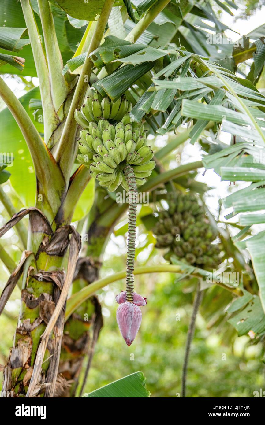 A vertical shot of growing banana tree flower in background of banana ...