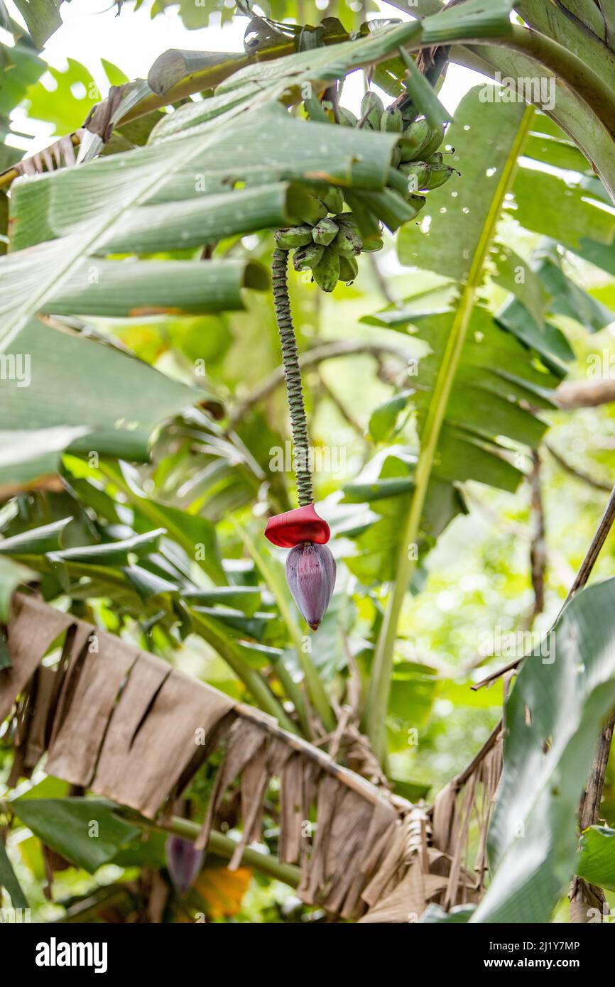 A vertical shot of growing banana tree flower in background of banana ...