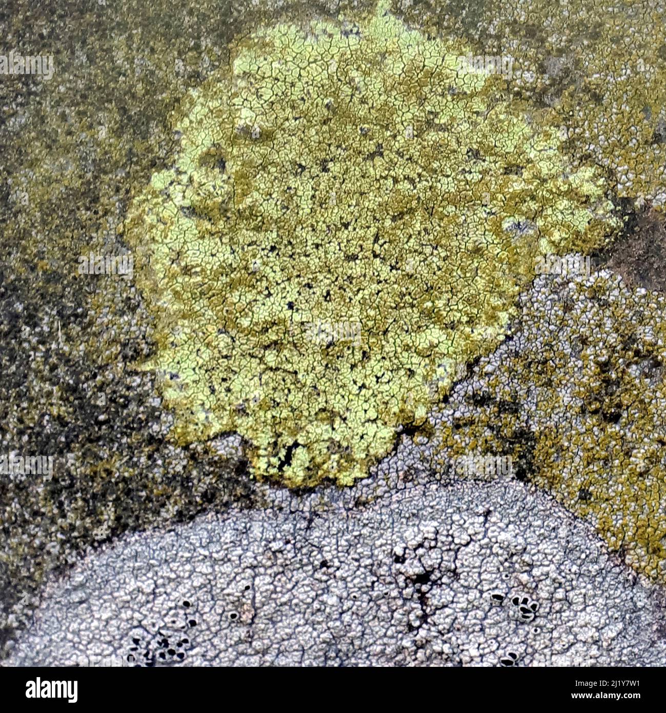 Nature photograph of lichen colonising it`s geological host of stone ...