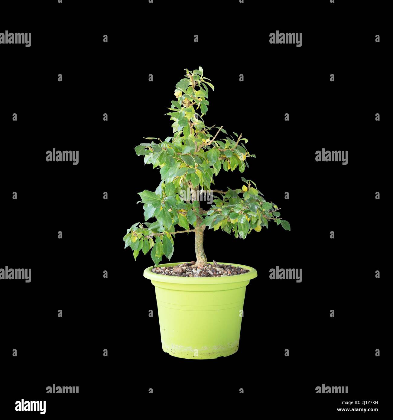 Miniature garden hi-res stock photography and images - Alamy