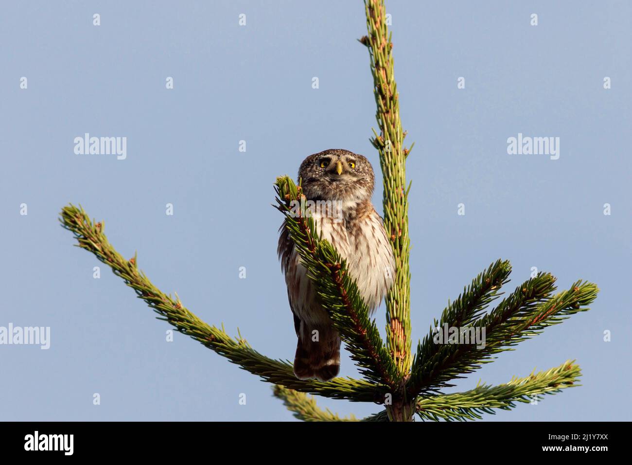 closeup of eurasian pygmy owl on top of a spruce (Glaucidium passerinum ...