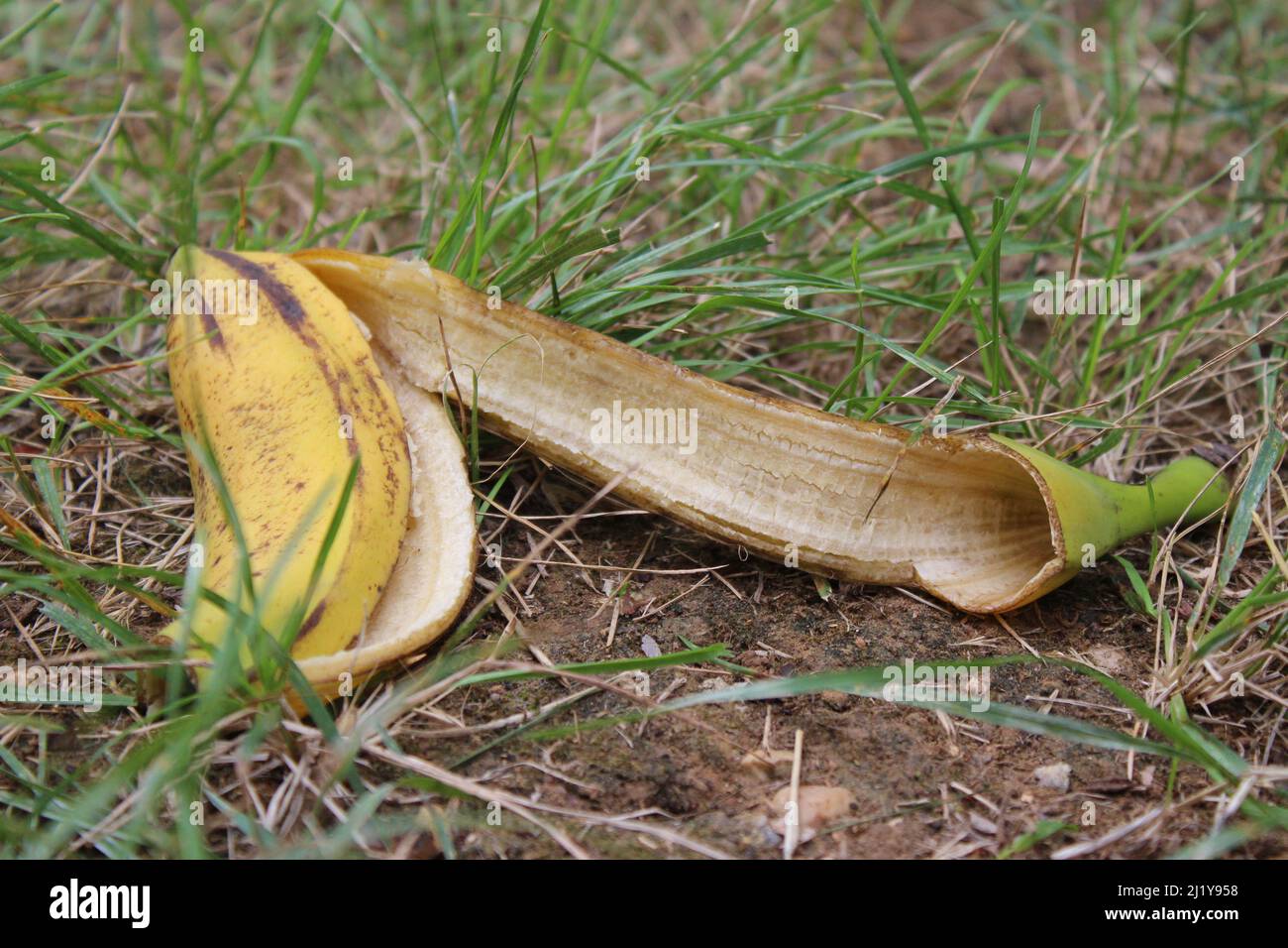 A closeup of banana peel on the ground Stock Photo - Alamy