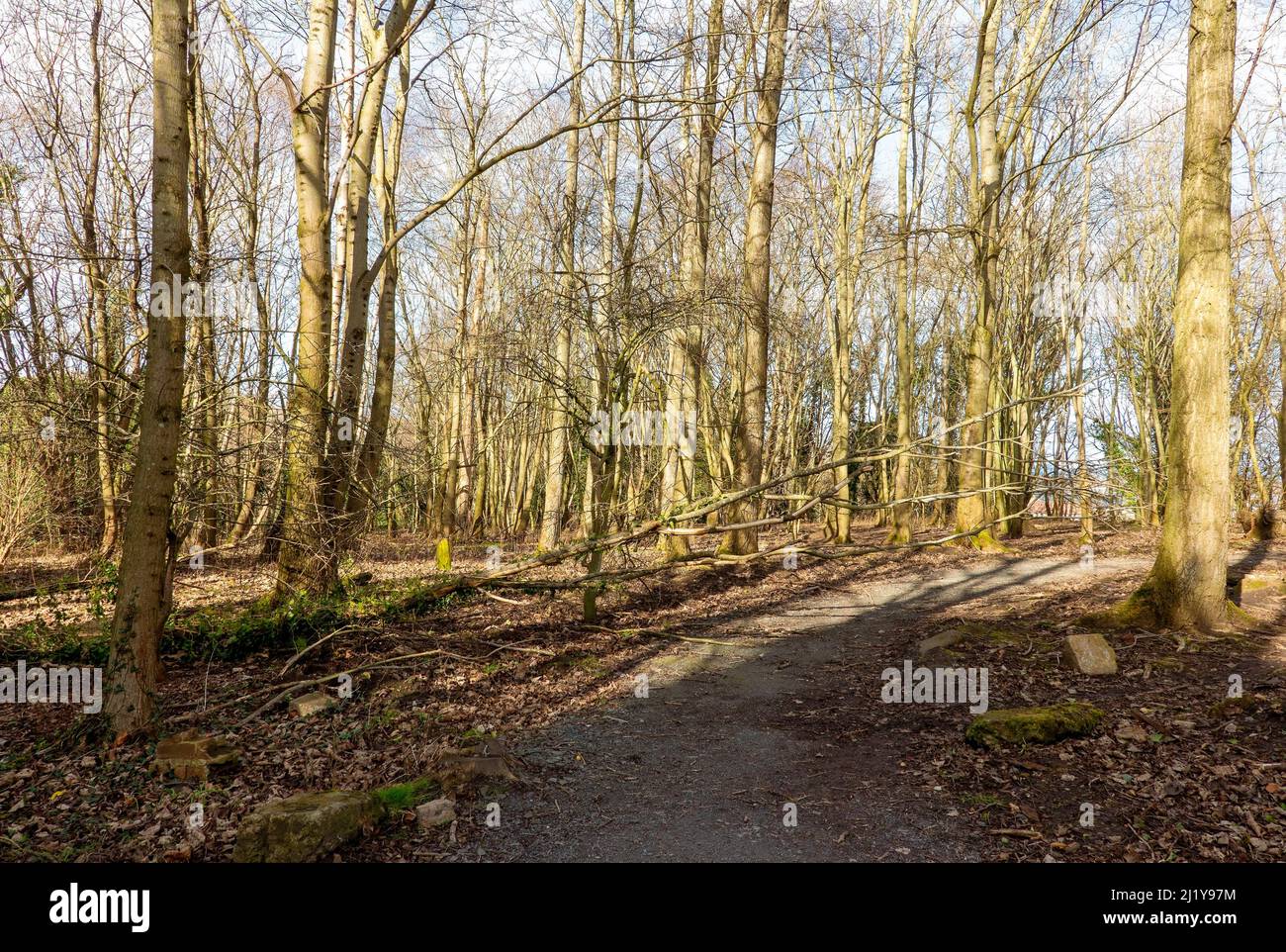 Woodland in Little France Park, Edinburgh, Scotland, UK Stock Photo - Alamy