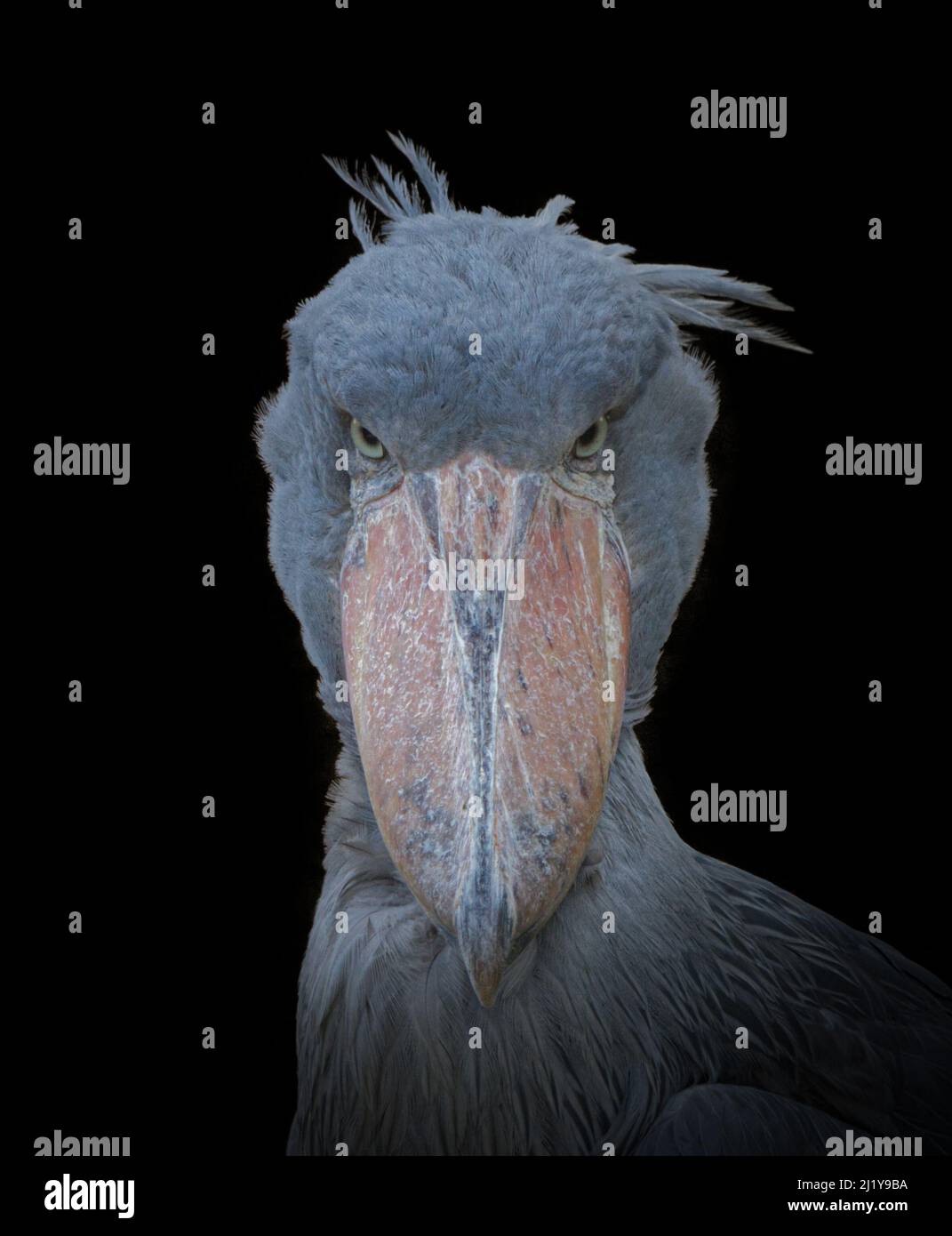 Shoebill menacing hi-res stock photography and images - Alamy