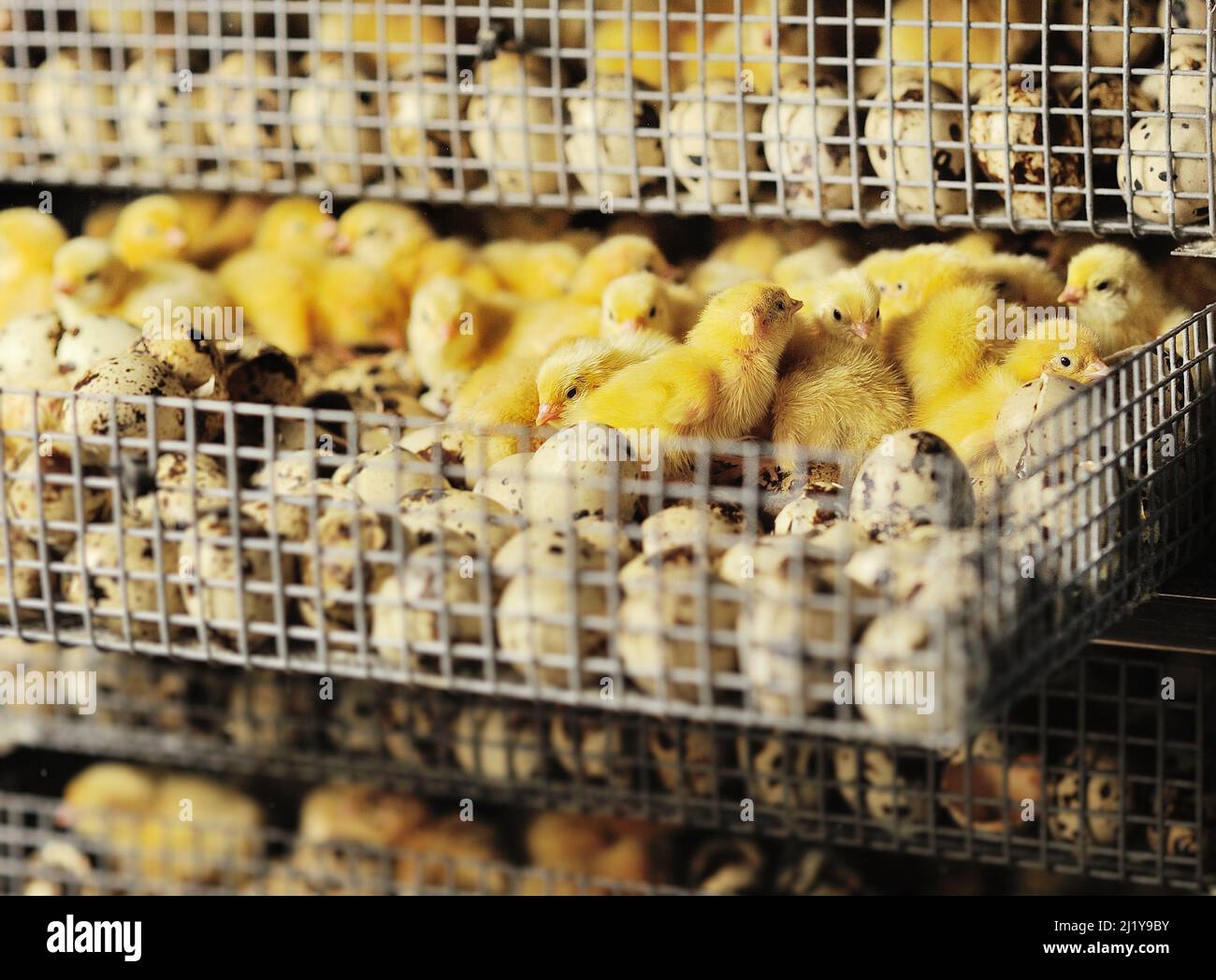 Quail chicks hi-res stock photography and images - Alamy