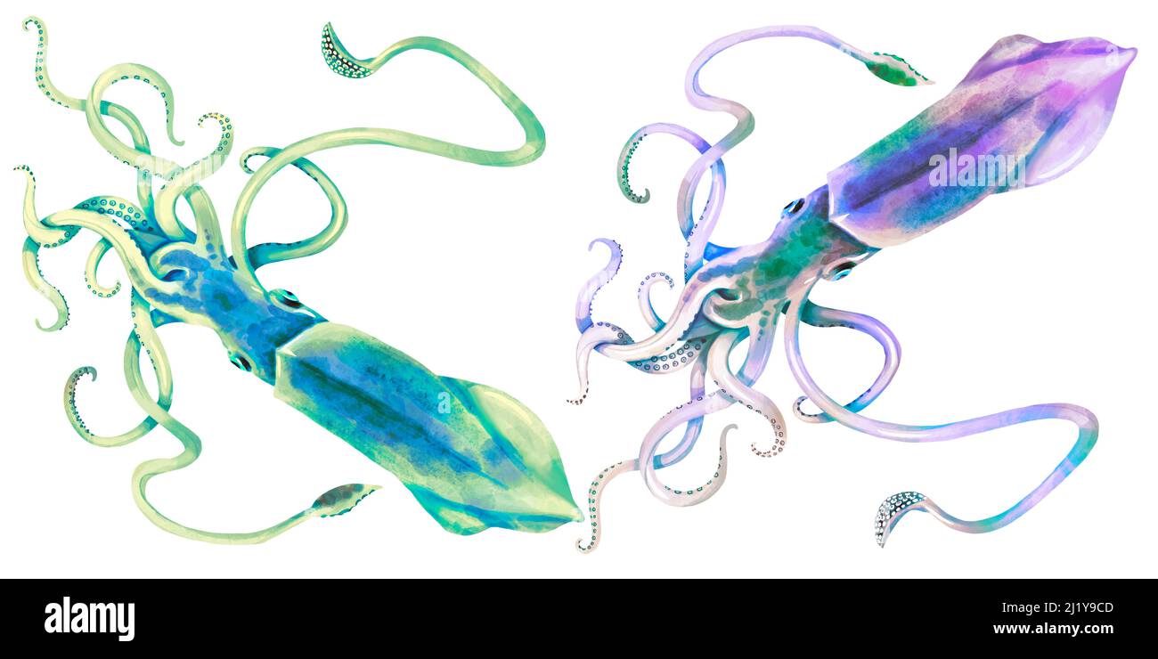 The watercolor set is a bright squid. multicolored squid isolated on a ...