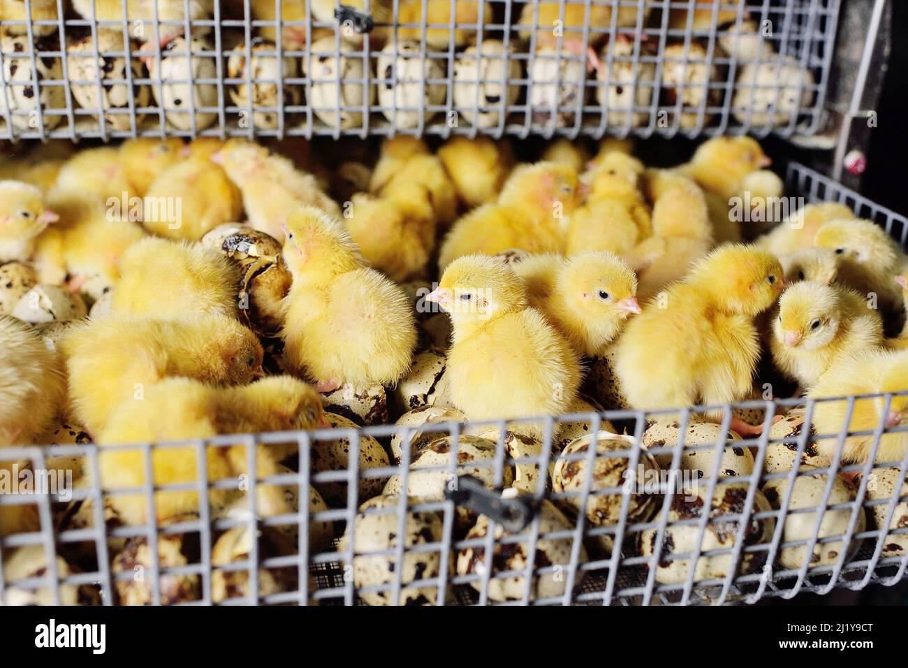 newborn hatched quail Chicks close up in an incubator Stock Photo - Alamy