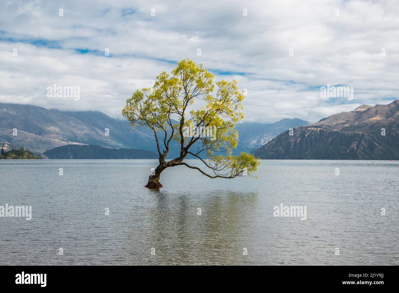 A landscape view of a tree with yellow leaves in the water of Lake ...