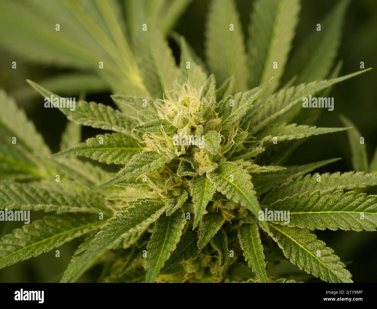 Growing Weed 13 Stock Photo - Alamy