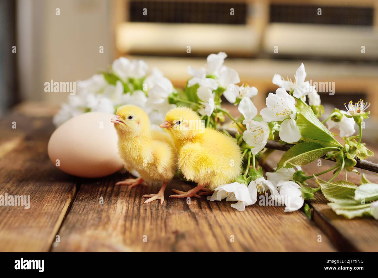 Cute chickens hi-res stock photography and images - Alamy