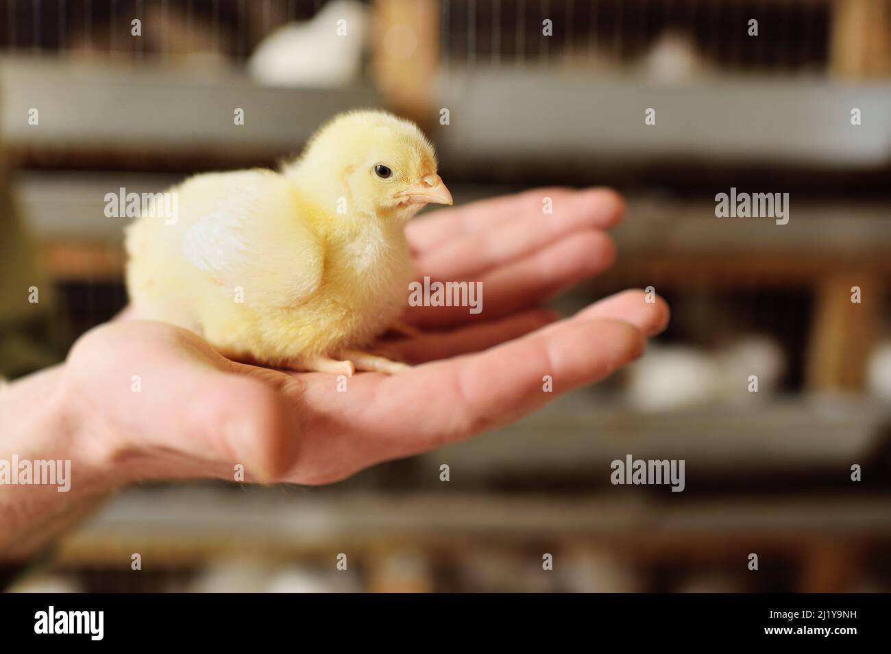 broiler chicken close-up in the hands of a farmer on the background of ...