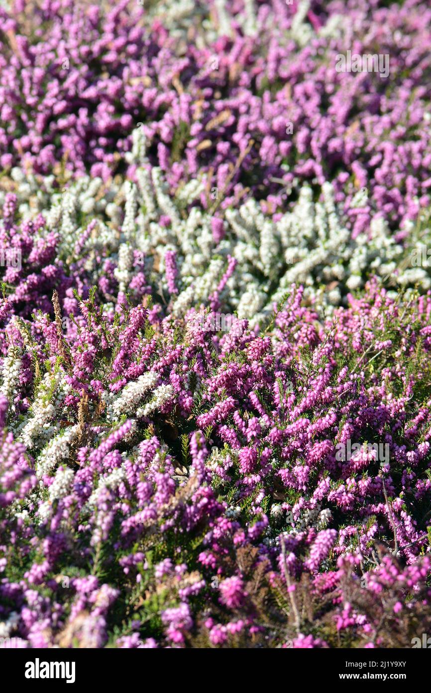 winter heath, winter-flowering heather, spring heath or alpine heath ...