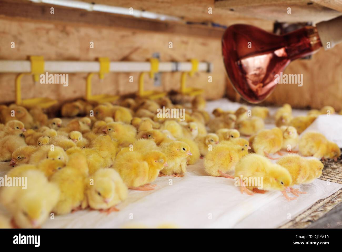 small chickens or quail are drinking water from a watering can on a ...