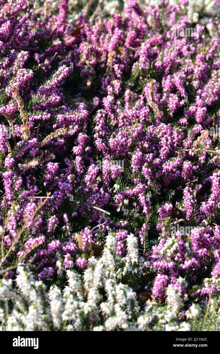 winter heath, winter-flowering heather, spring heath or alpine heath ...