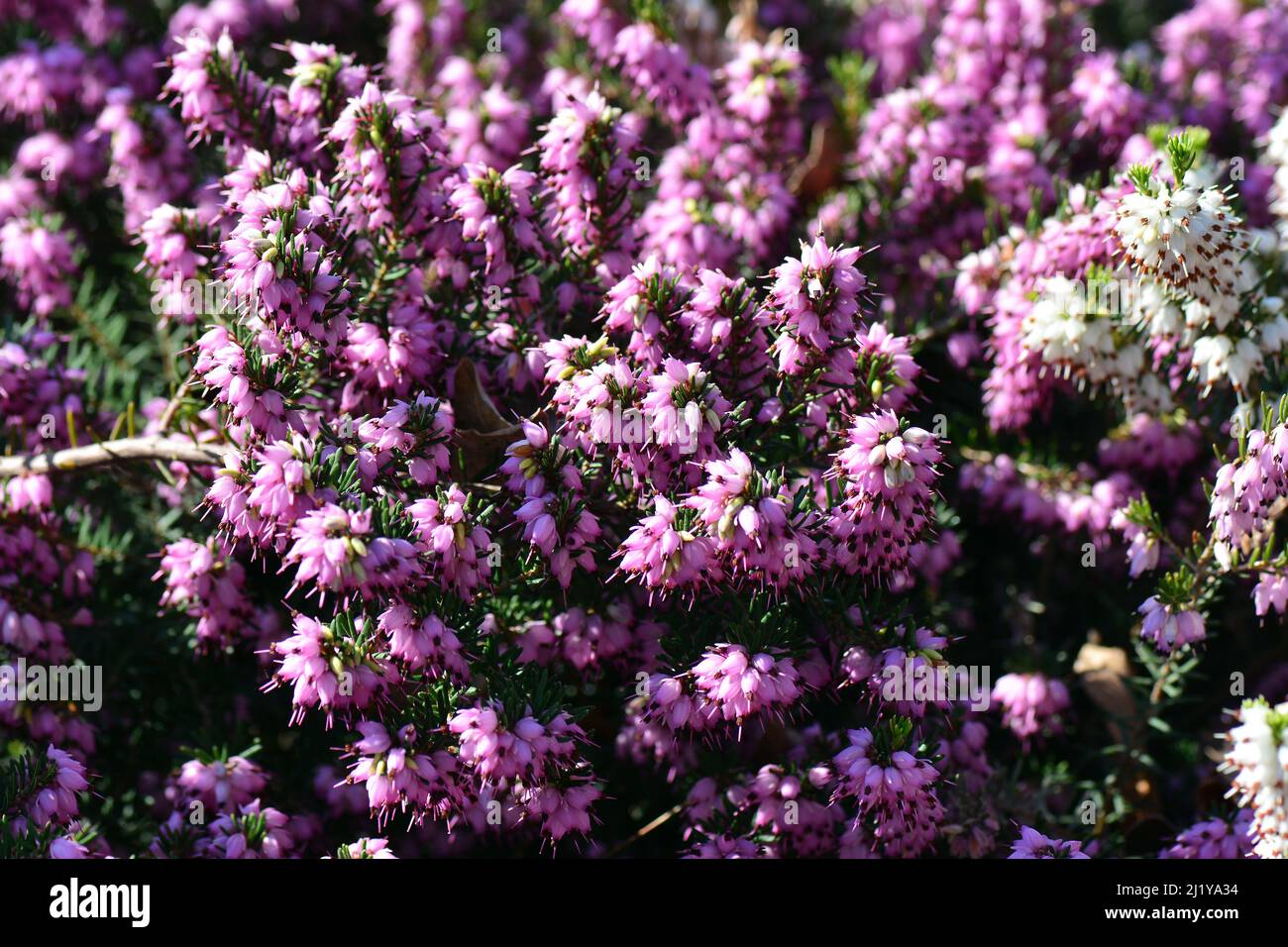 winter heath, winter-flowering heather, spring heath or alpine heath ...