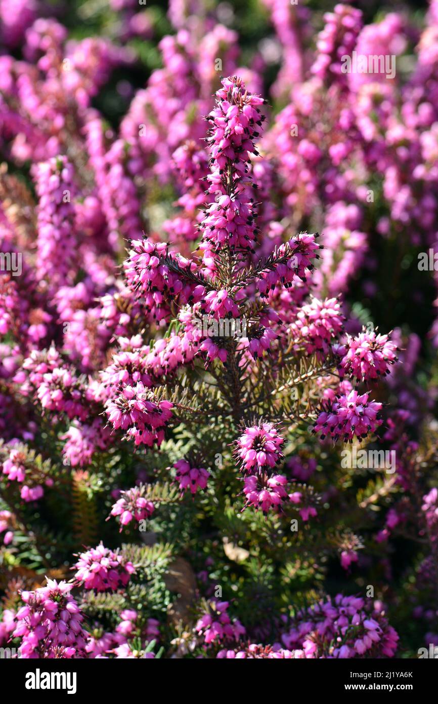 winter heath, winter-flowering heather, spring heath or alpine heath ...