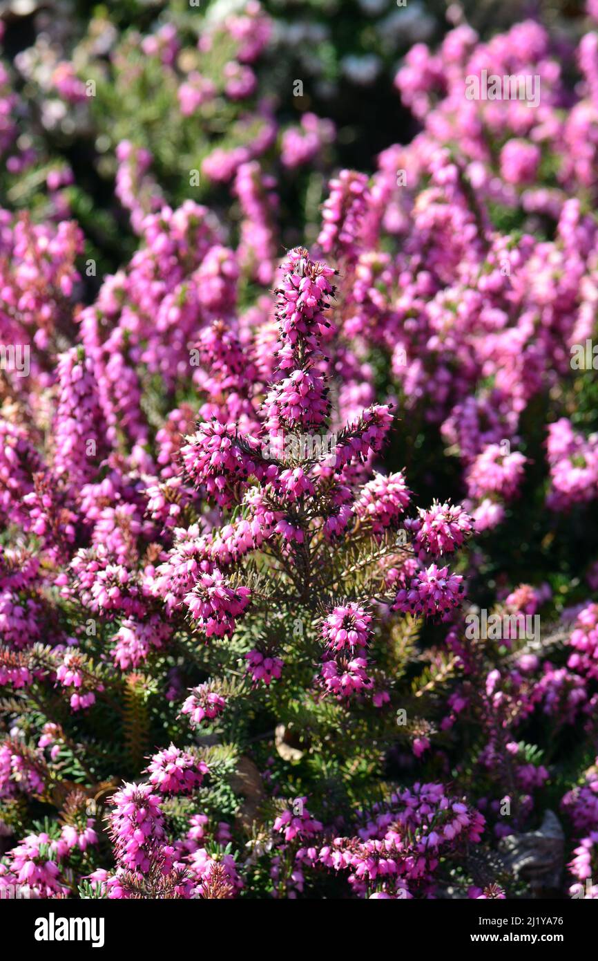 winter heath, winter-flowering heather, spring heath or alpine heath ...