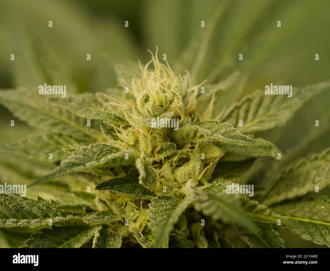 Growing Weed 6 Stock Photo - Alamy